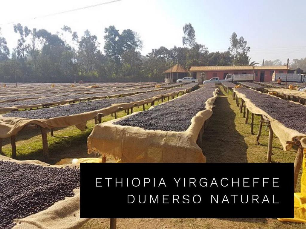 Origin Spotlight: Ethiopia Yirgacheffe Dumerso – Ironclad Coffee Roasters